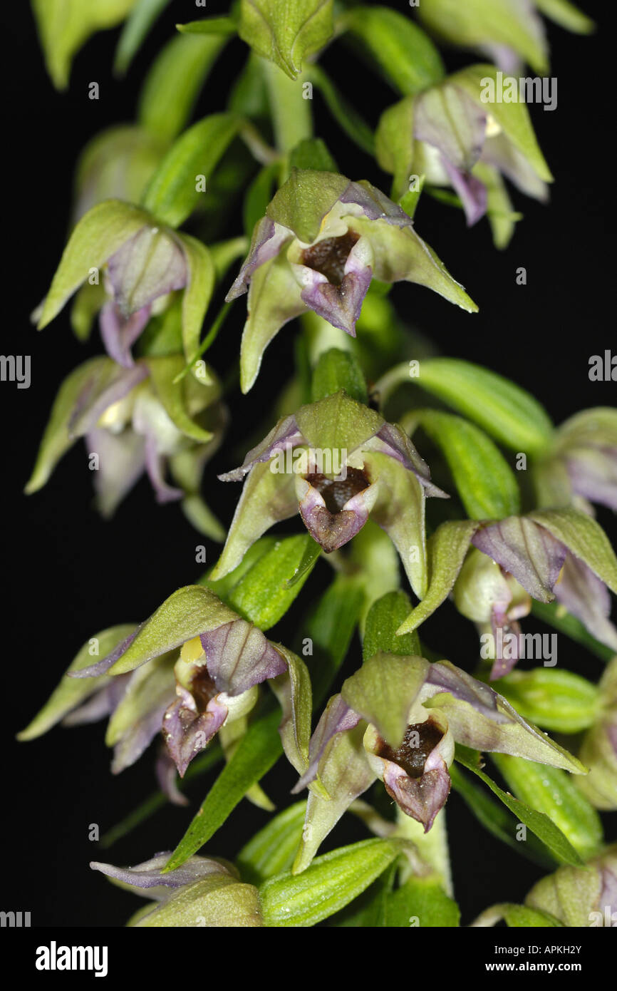 broad-leaved helleborine, eastern helleborine (Epipactis helleborine ...