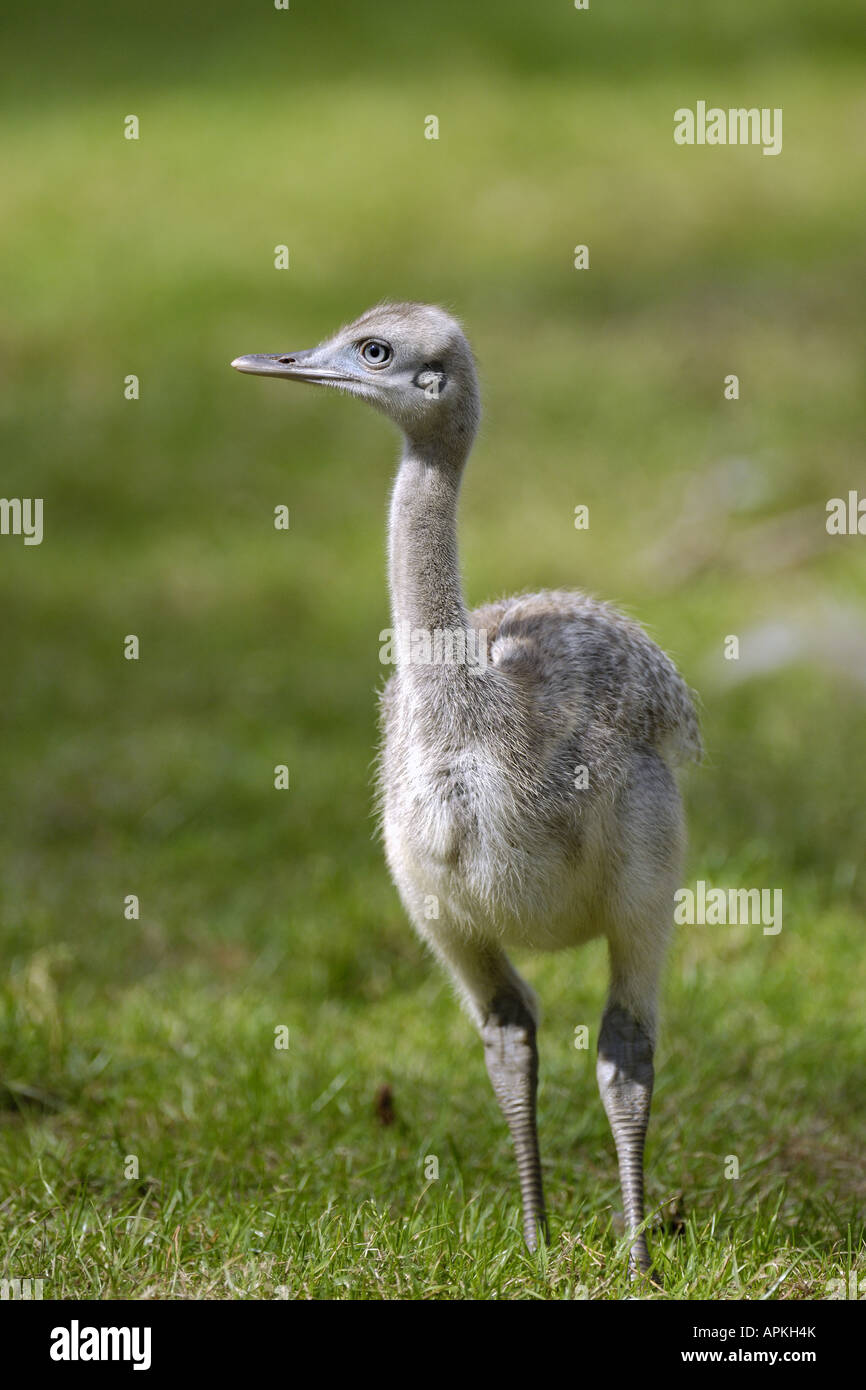 greater rhea (Rhea americana), young individual Stock Photo - Alamy