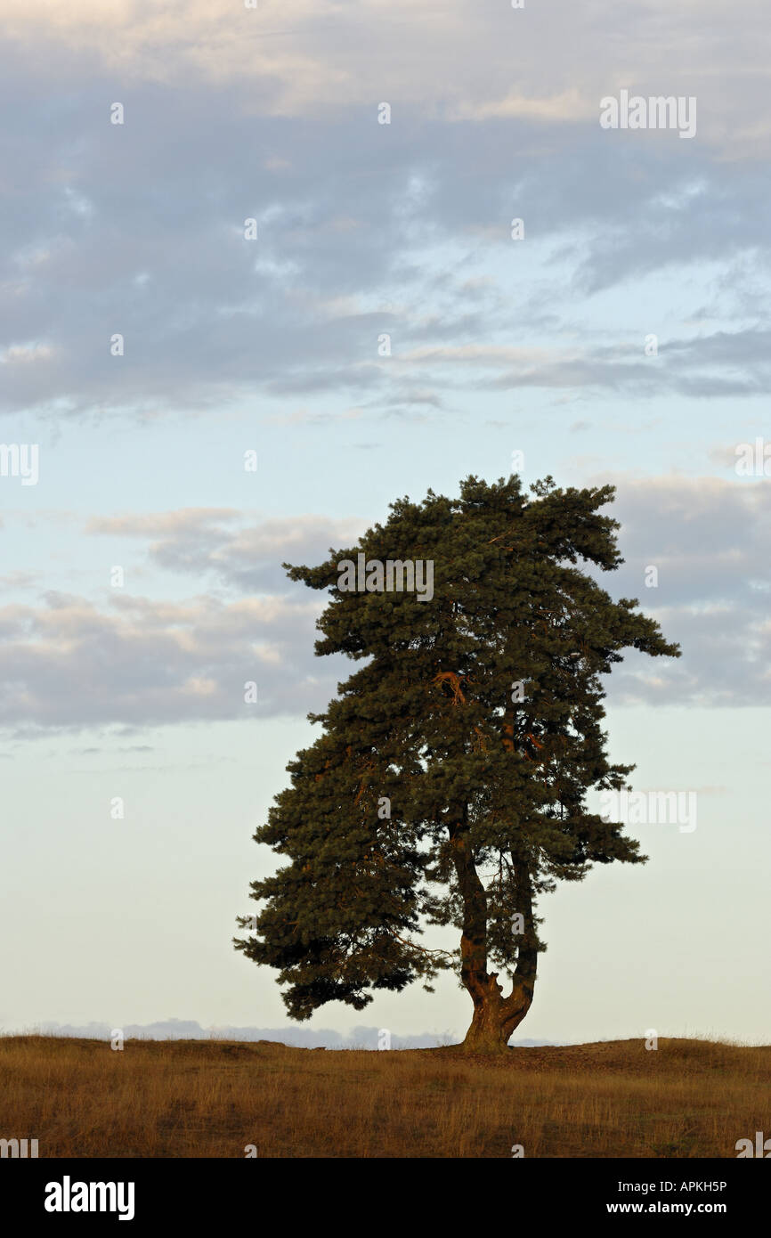 Scotch pine, scots pine (Pinus sylvestris), pine on a hill, Germany ...