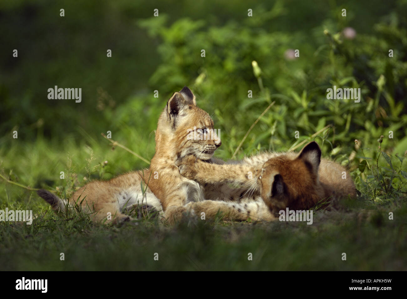 Eurasian lynx (Lynx lynx), playing pups Stock Photo - Alamy