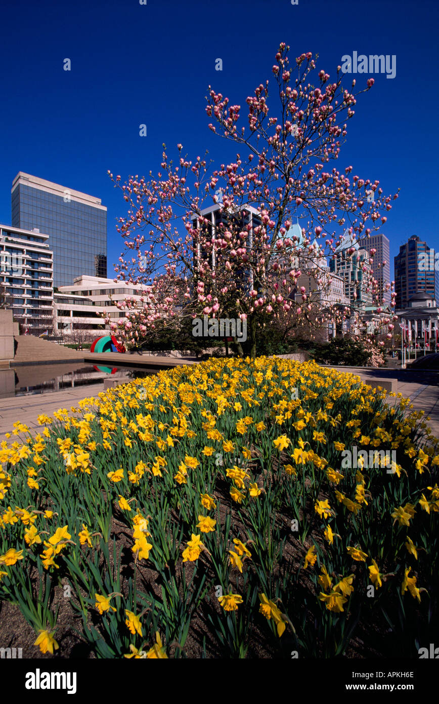 Spring Flowers Downtown at Robson Square in the City of Vancouver ...