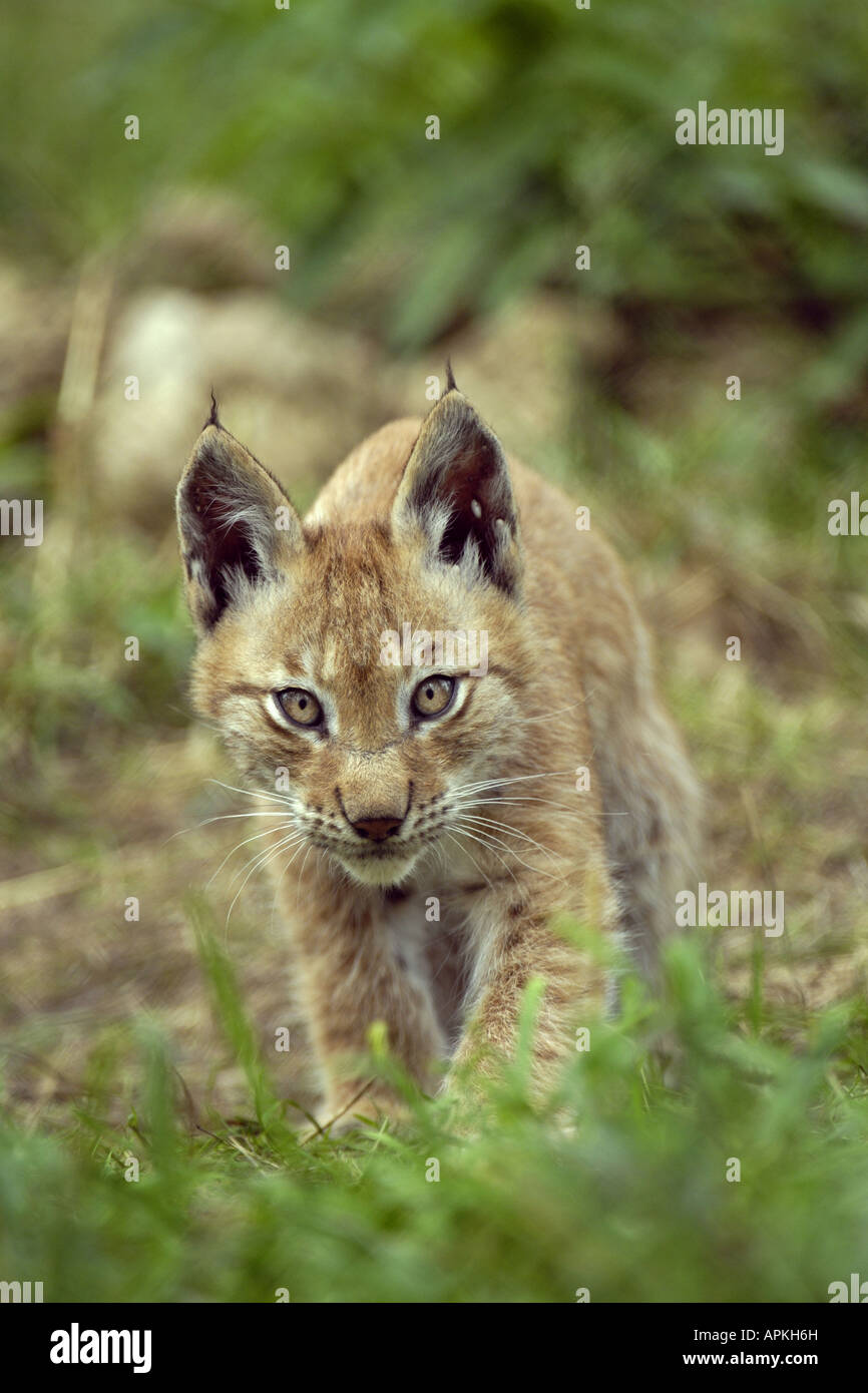 Eurasian lynx (Lynx lynx), pup looking into the camera Stock Photo - Alamy