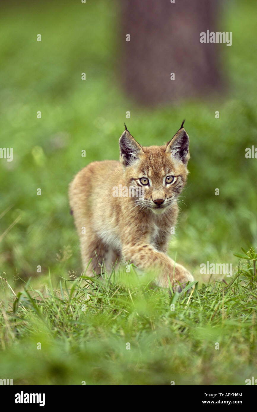 Eurasian lynx (Lynx lynx), cute pup looking into the camera Stock Photo ...