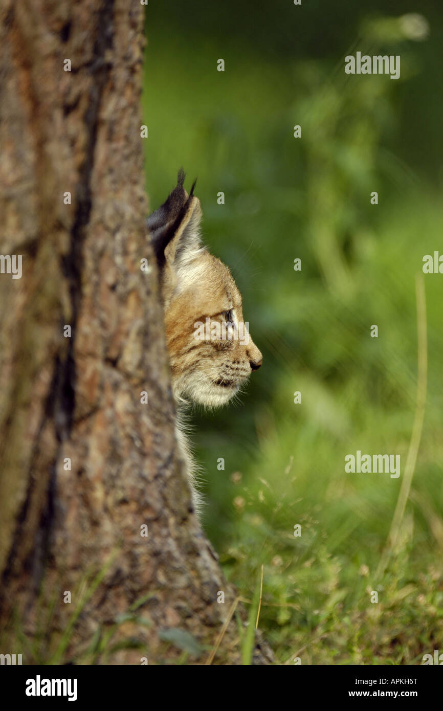Eurasian lynx (Lynx lynx), pup behind a tree Stock Photo - Alamy