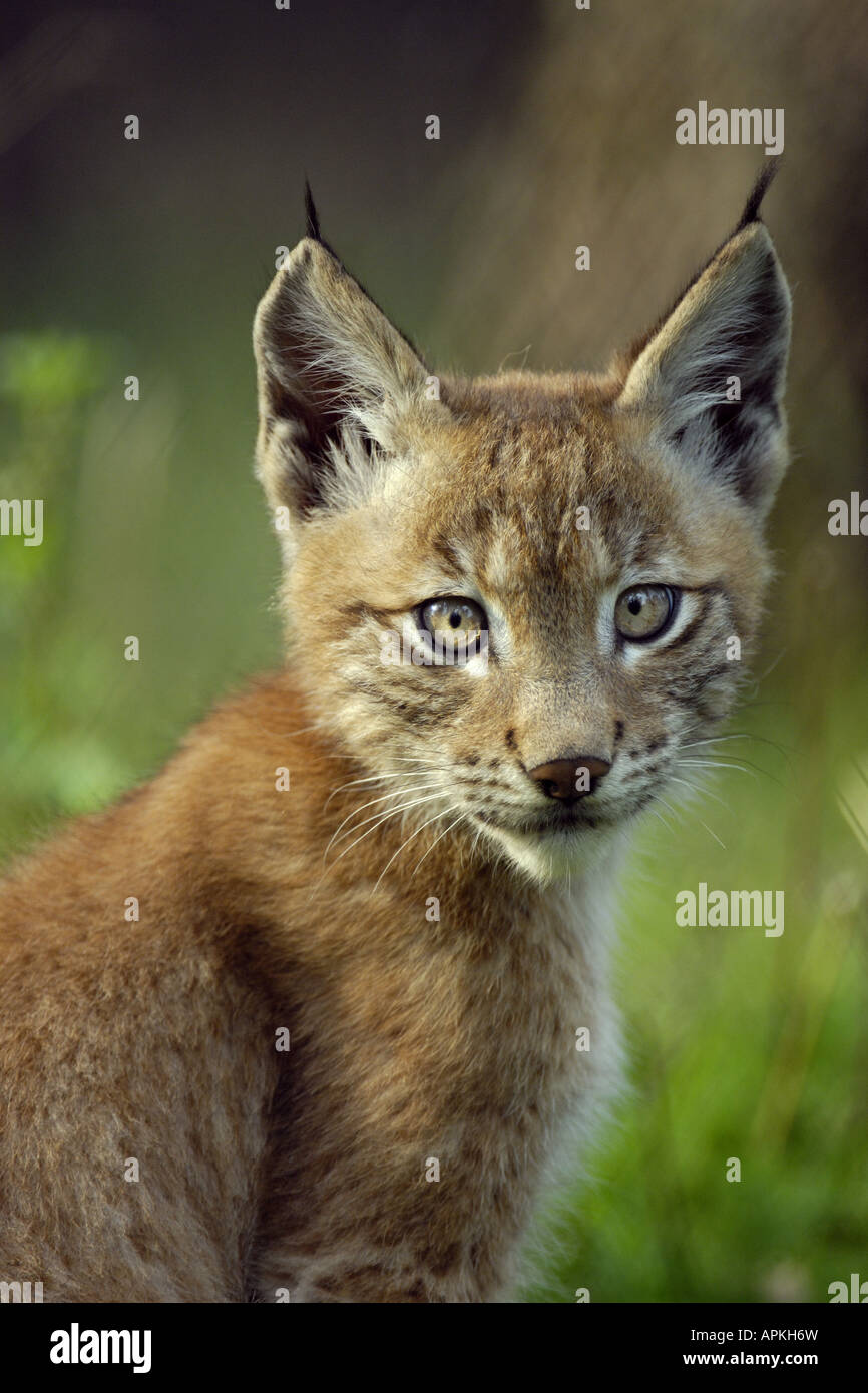 Eurasian lynx (Lynx lynx), portrait of a beautiful pup Stock Photo - Alamy