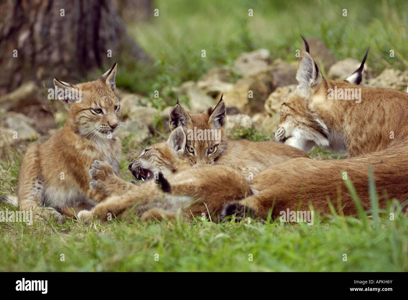 Eurasian lynx (Lynx lynx), adult with pups Stock Photo - Alamy
