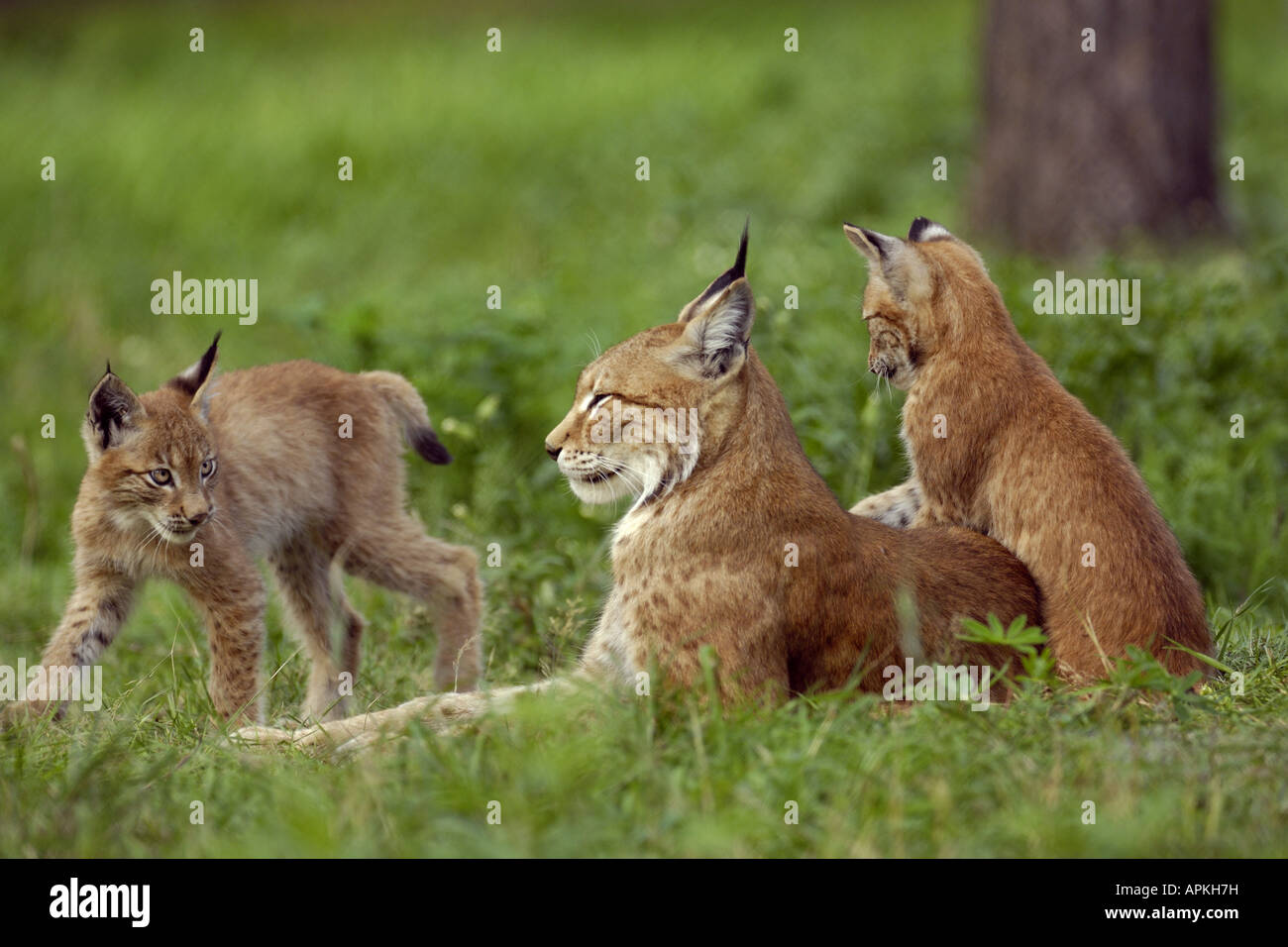 Eurasian lynx (Lynx lynx), adult with playing pups Stock Photo - Alamy