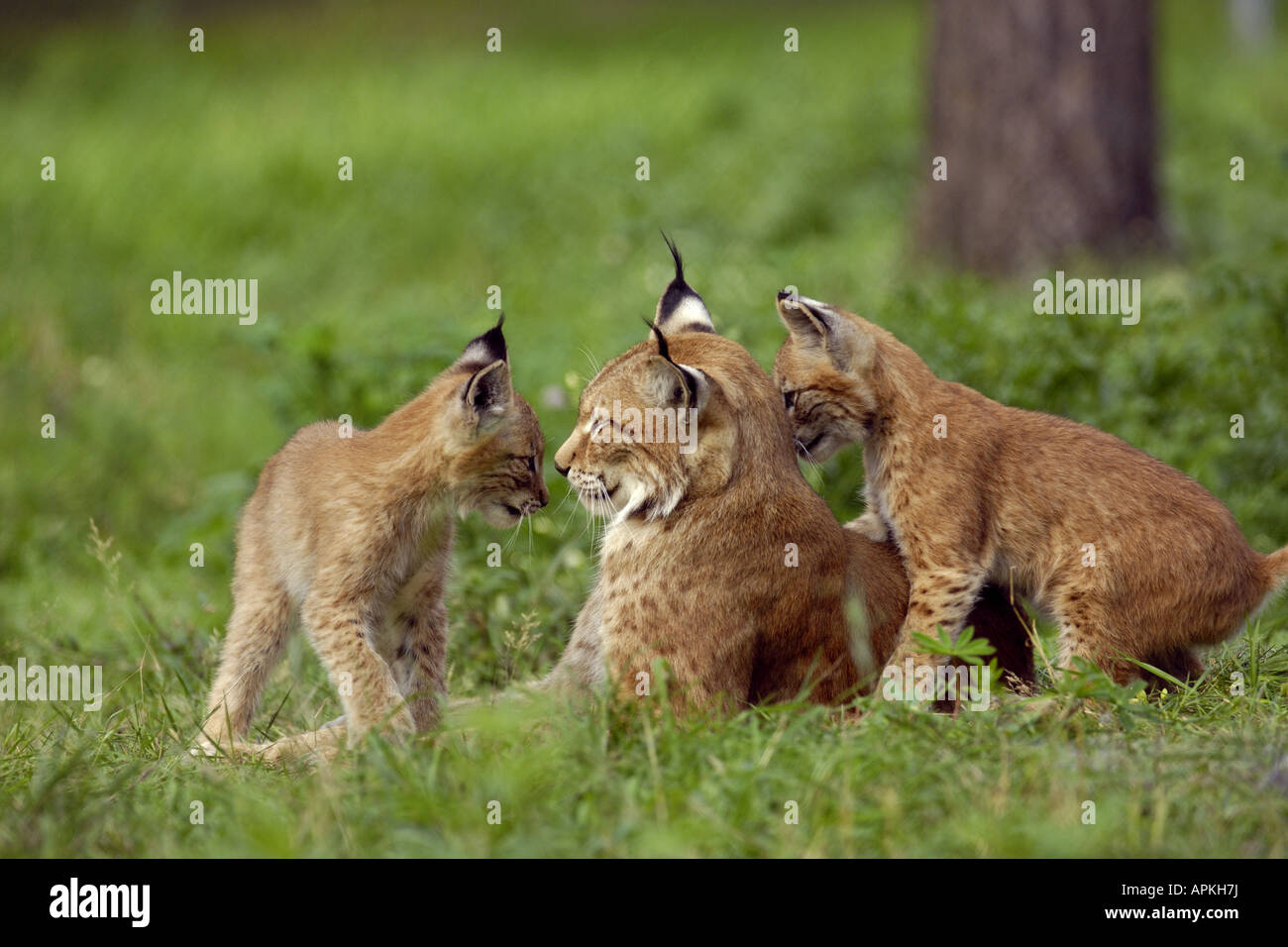 Eurasian lynx (Lynx lynx), adult with playing pups Stock Photo - Alamy