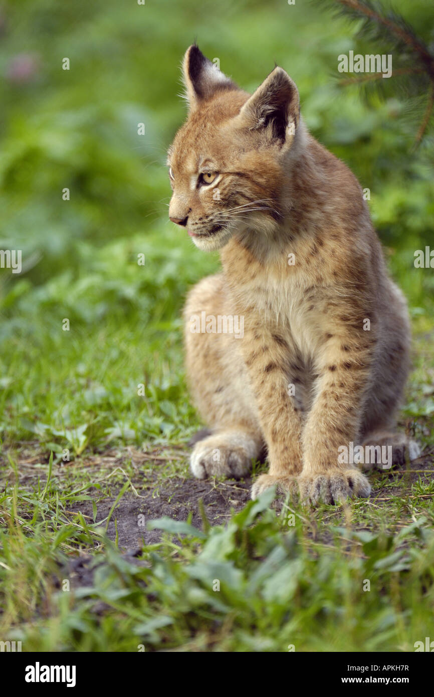 Eurasian lynx (Lynx lynx), pup Stock Photo - Alamy