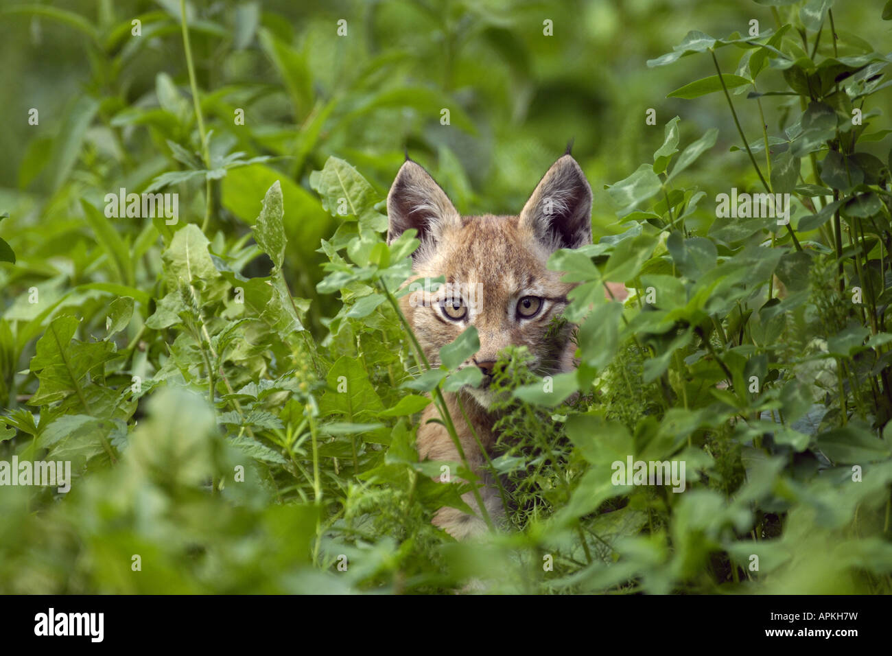 Eurasian lynx (Lynx lynx), pup in meadow Stock Photo - Alamy