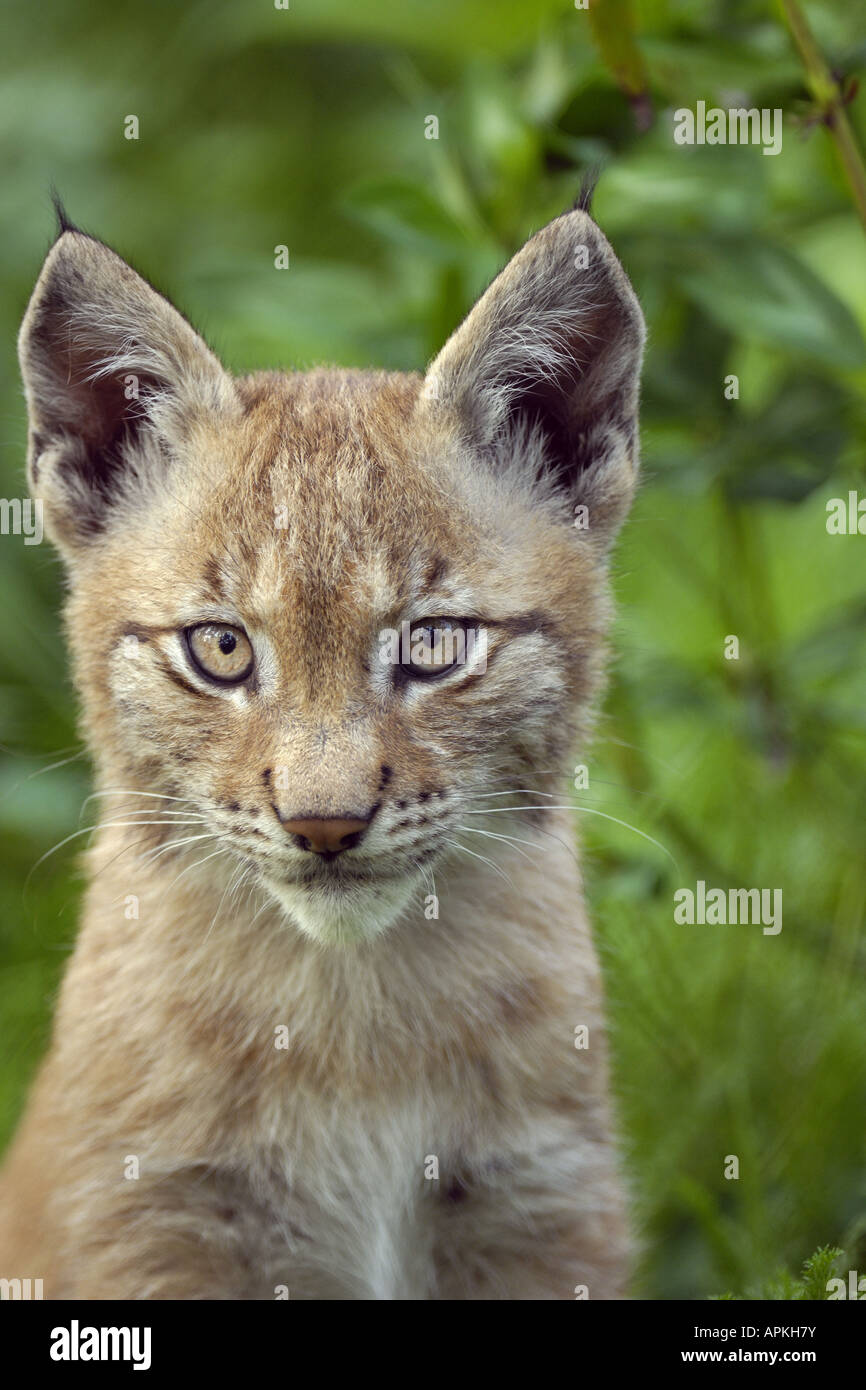 Eurasian lynx (Lynx lynx), pup, portrait Stock Photo - Alamy