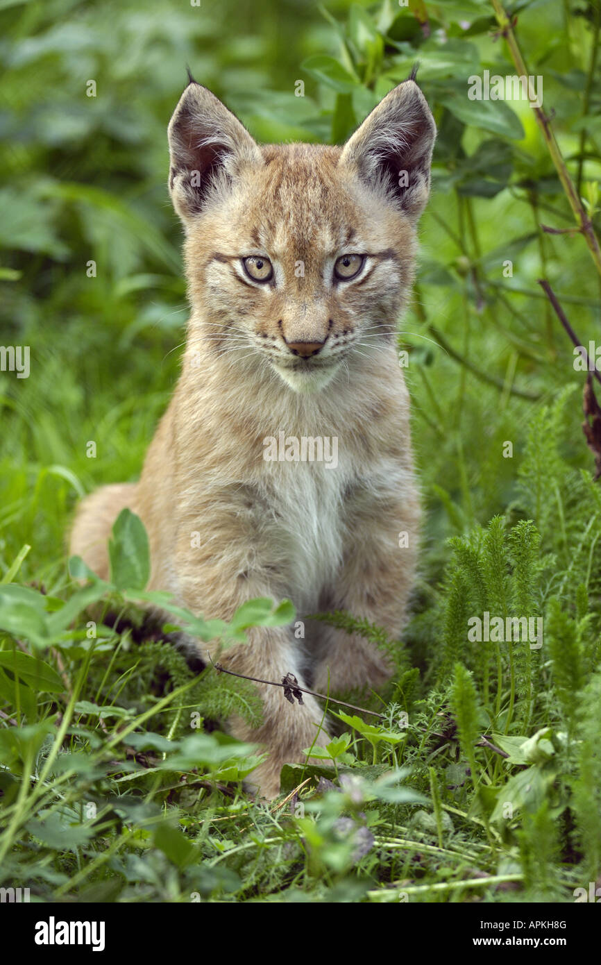 Eurasian lynx (Lynx lynx), portrait of a pup Stock Photo - Alamy