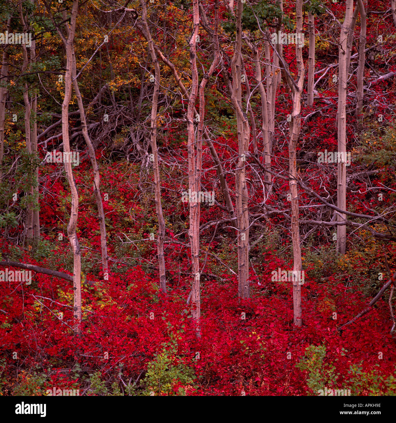 Quivering aspen hi-res stock photography and images - Alamy