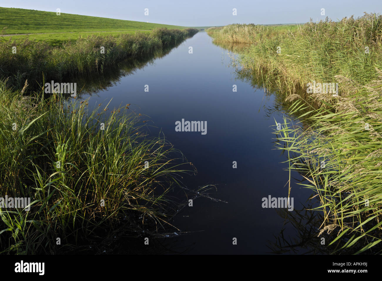 reed grass, common reed (Phragmites communis, Phragmites australis ...