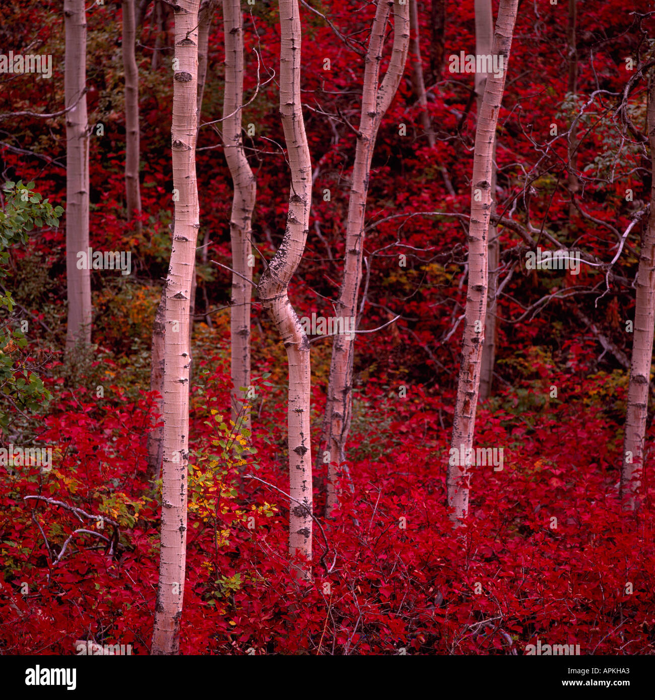 Quivering aspen hi-res stock photography and images - Alamy