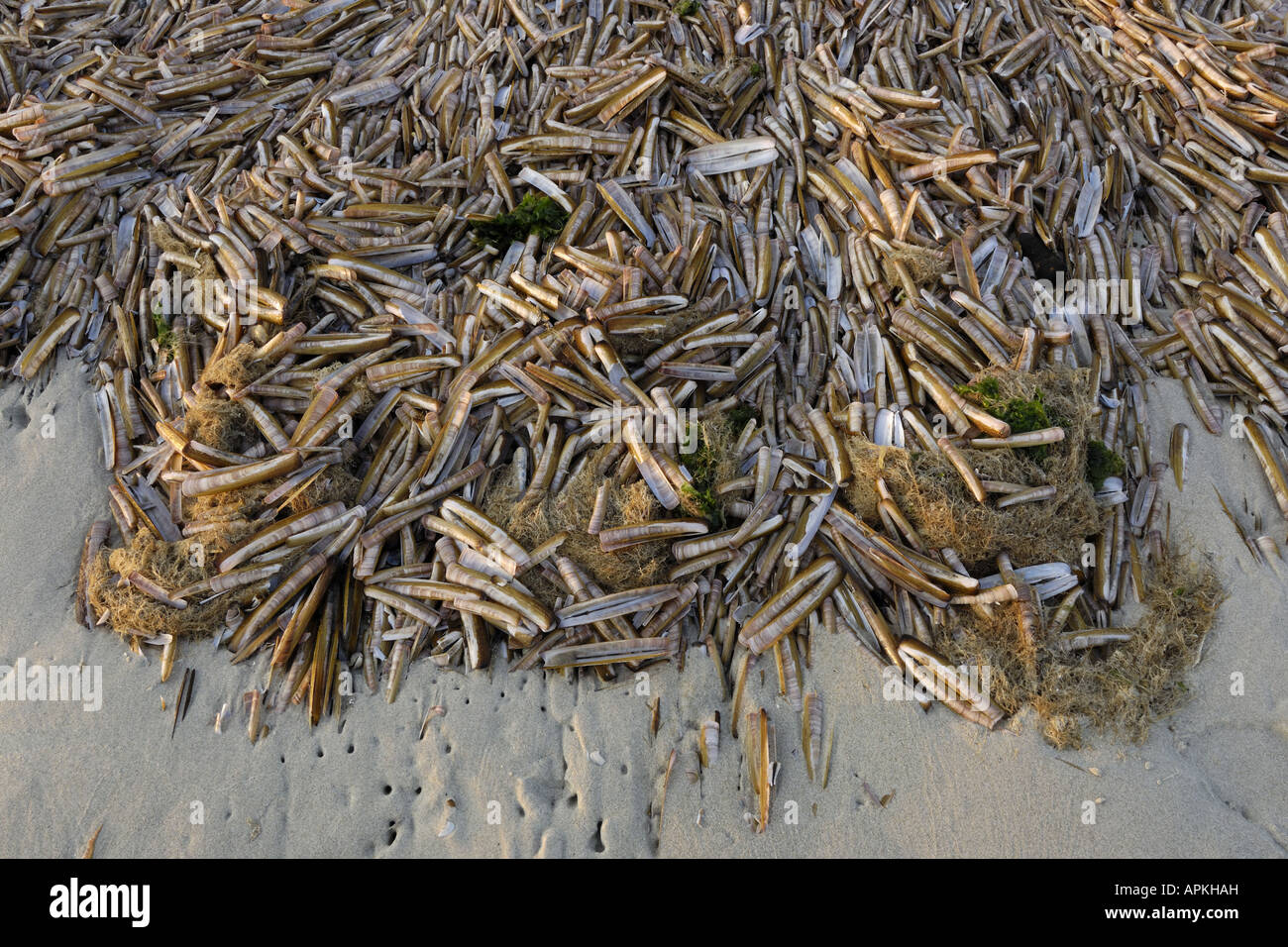 Razor clam, Razor-Clam, Razor Shell (Ensis americanus, Ensis directus ...