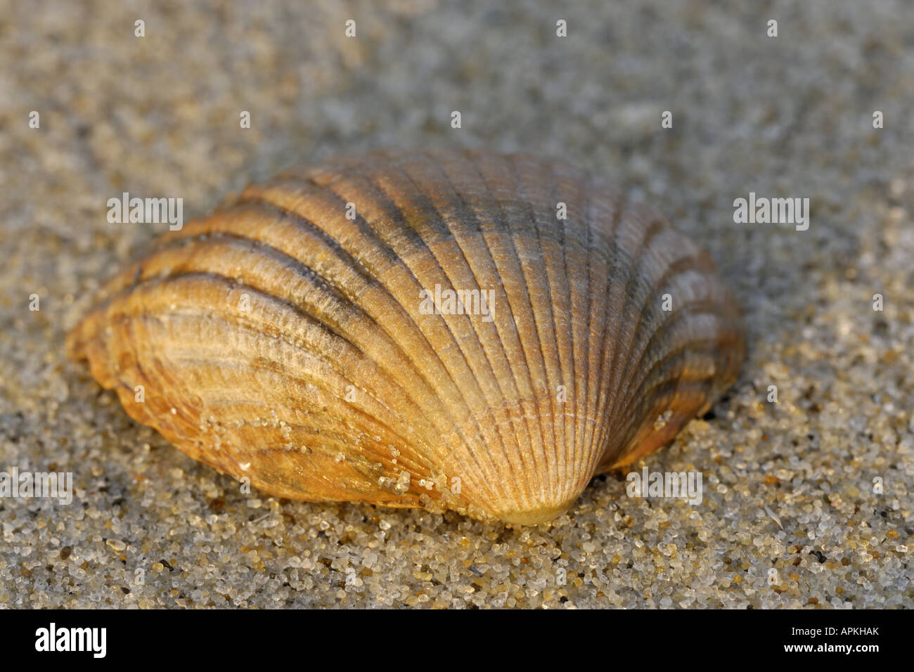 common cockle, common European cockle, edible cockle (Cerastoderma ...