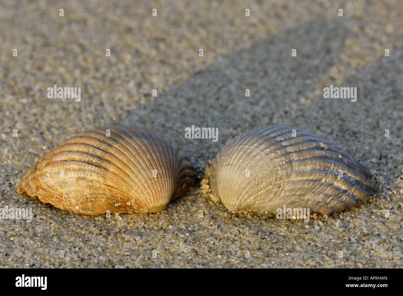 Common cockle cerastoderma edule cardium hi-res stock photography and ...
