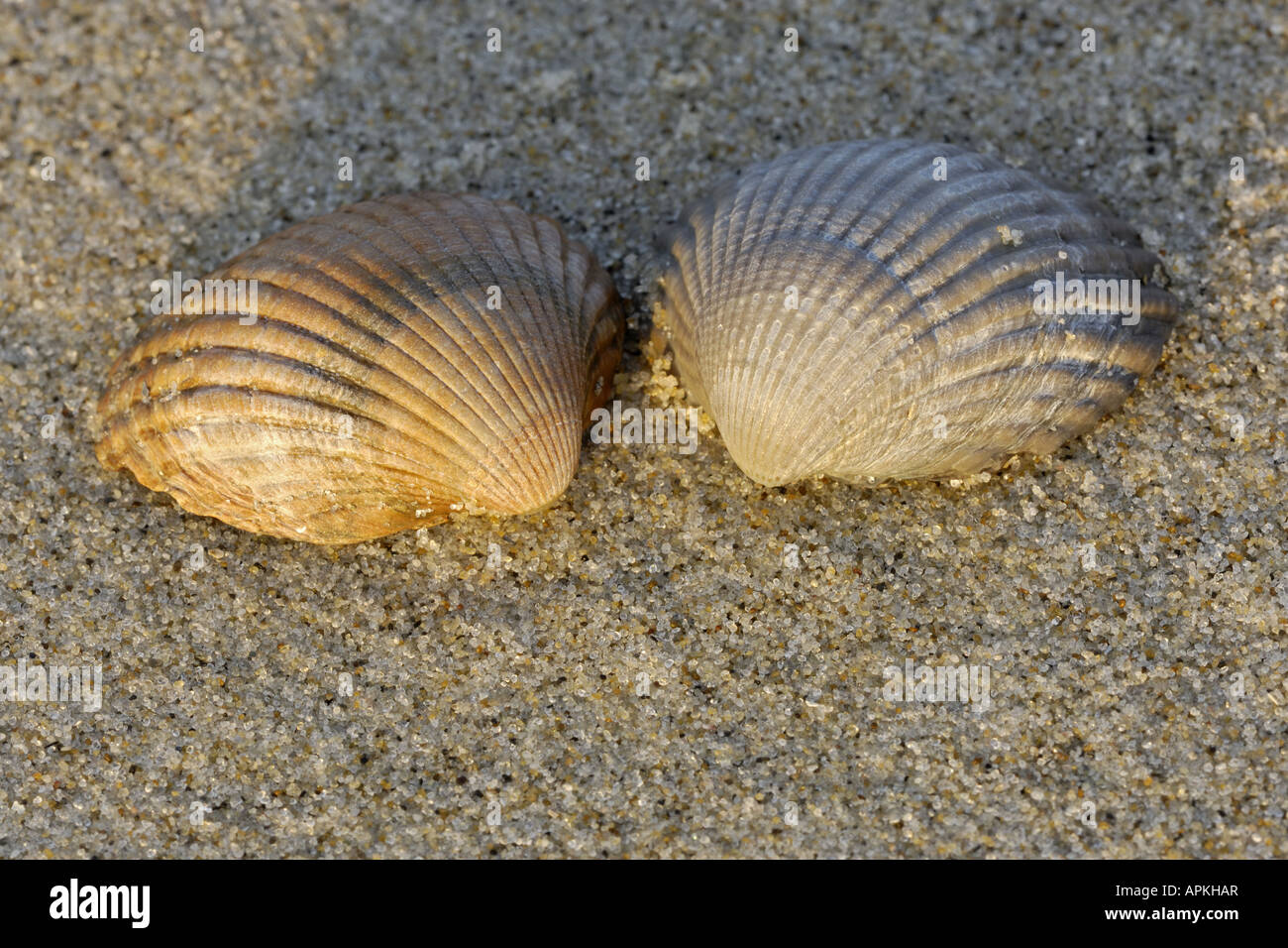 common cockle, common European cockle, edible cockle (Cerastoderma ...