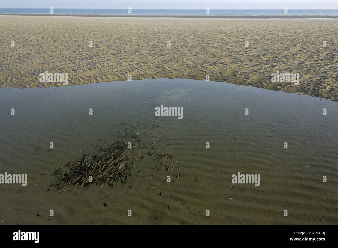 common razor clam, narrow jackknife clam, sword razor (Ensis ensis ...