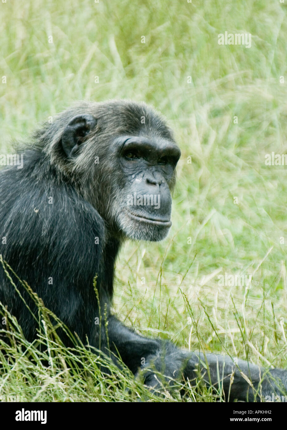 Chimpanzee looking towards camera Stock Photo - Alamy