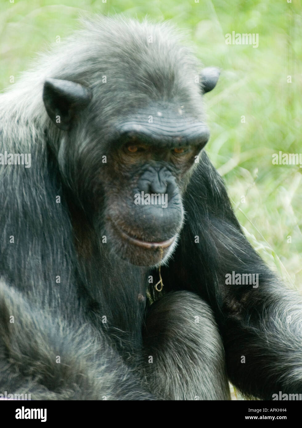 Chimpanzee sitting on grass Stock Photo - Alamy
