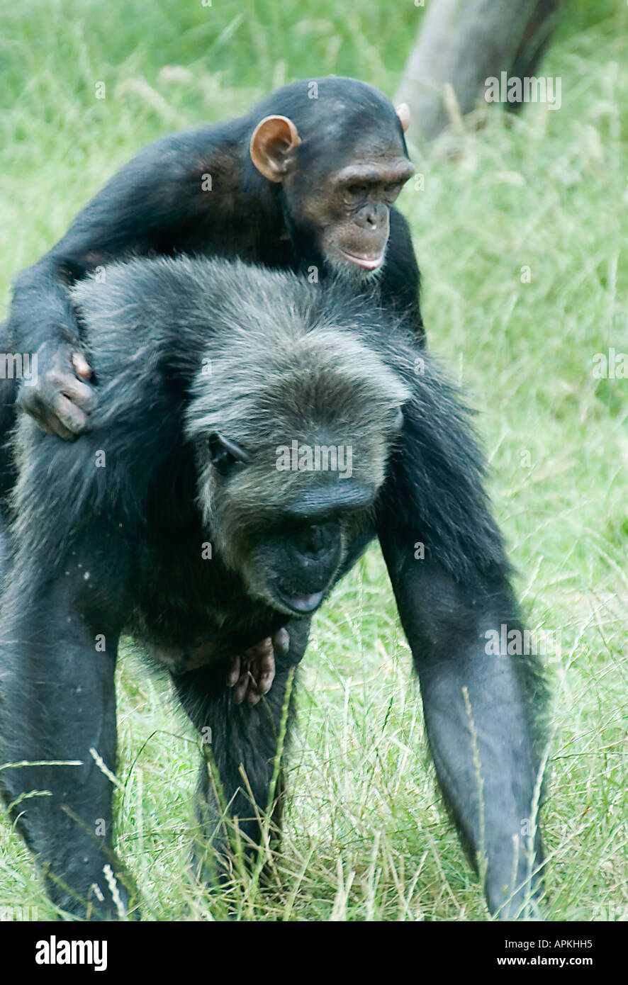 Old chimpanzee male giving a piggyback ride to a younger chimp Stock ...