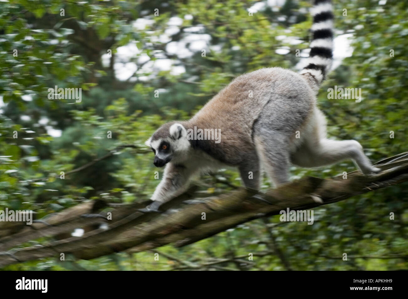 Ring-tailed lemur (Lemur catta) running along the branch of tree Stock ...
