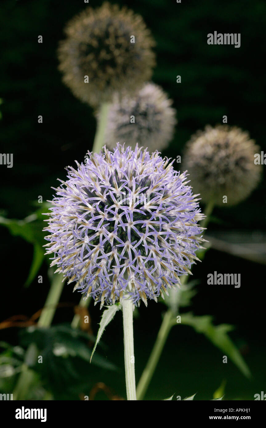 Echinops bannaticus in flower Stock Photo - Alamy