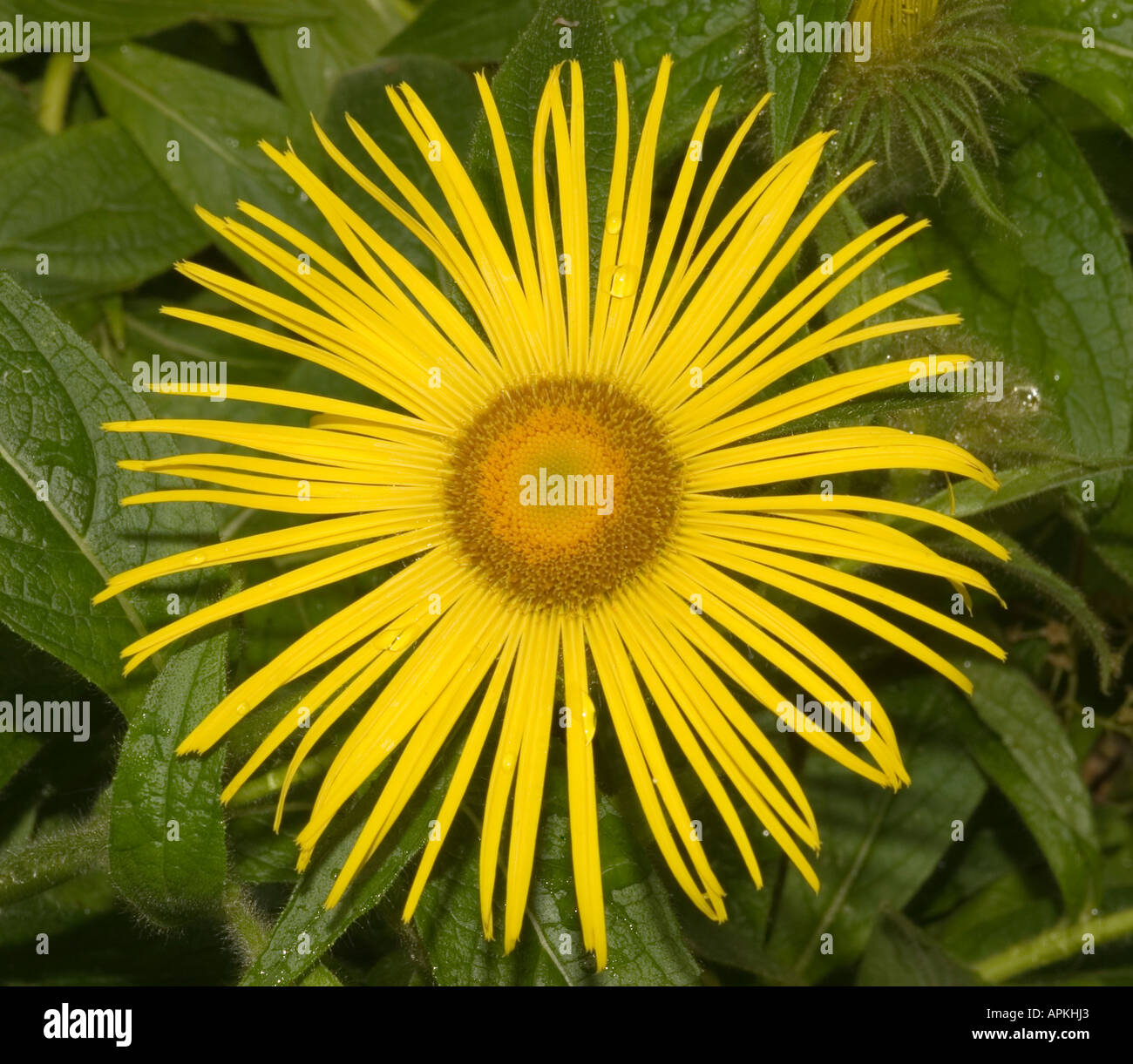 Inula garden border hi-res stock photography and images - Alamy