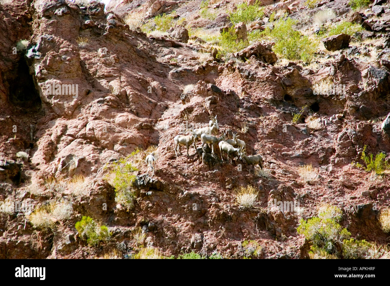Mountain sheep in the hills near Hoover Dam on border of Arizona AZ ...