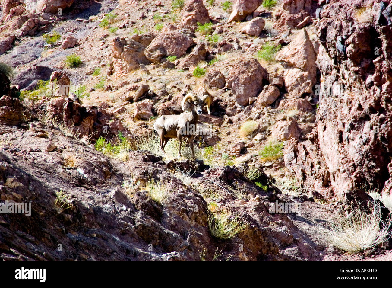 Mountain sheep ram male mature curved horns in the hills near Hoover ...