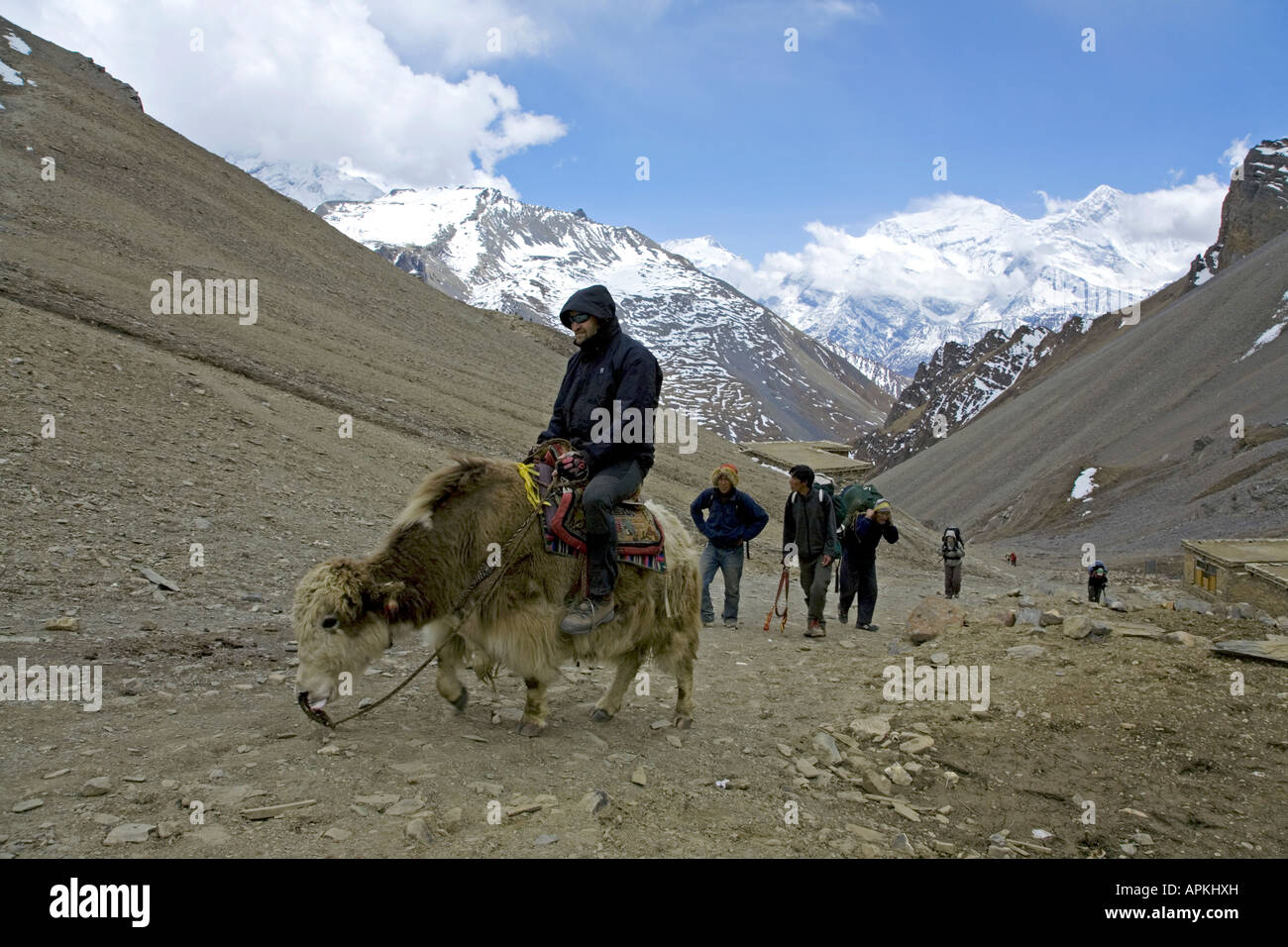 Yak carrying a sick trekker. Thorung Phedi High Camp (4925m). Annapurna ...