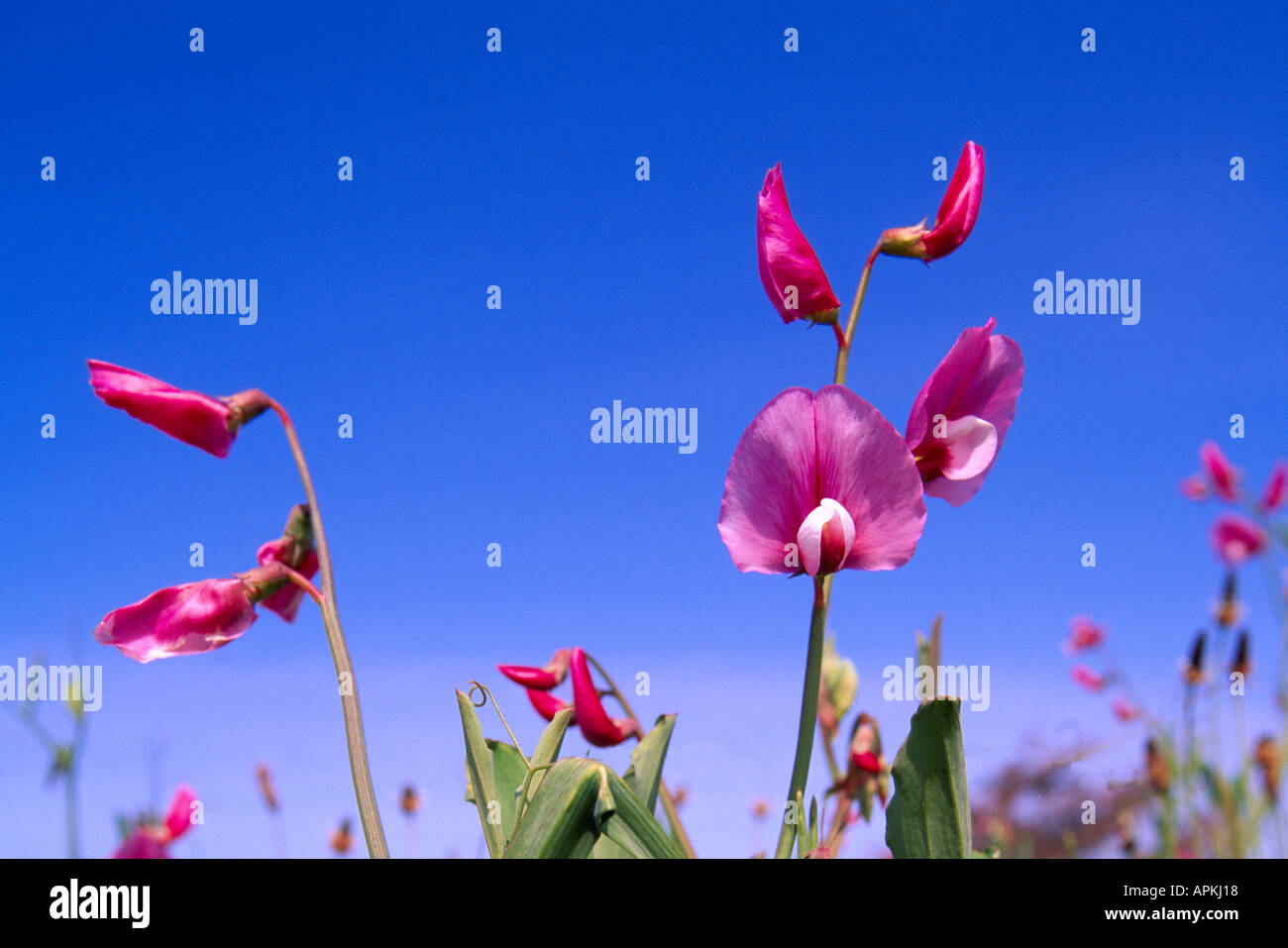 Lathyrus odoratus blooms hi-res stock photography and images - Alamy