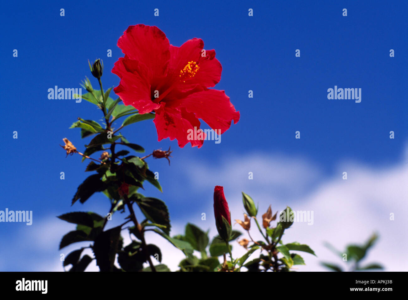 Hawaii Tropical Flowers - Red Hibiscus Flower in Bloom, Island of Oahu ...
