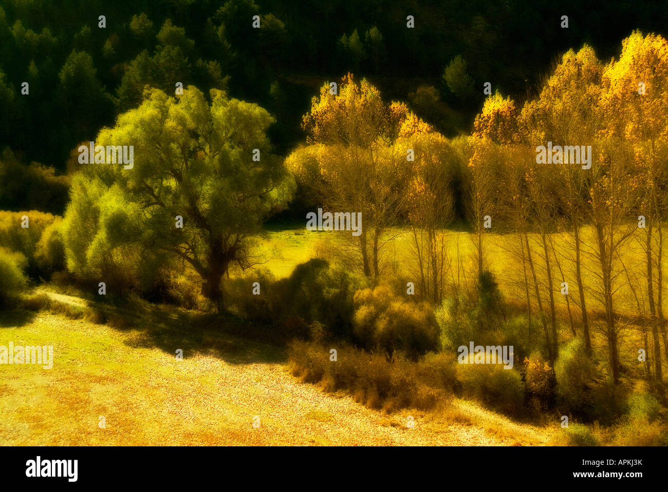 Populus trees forest near Alcalá de la Selva. Gudar - Javalambre ...