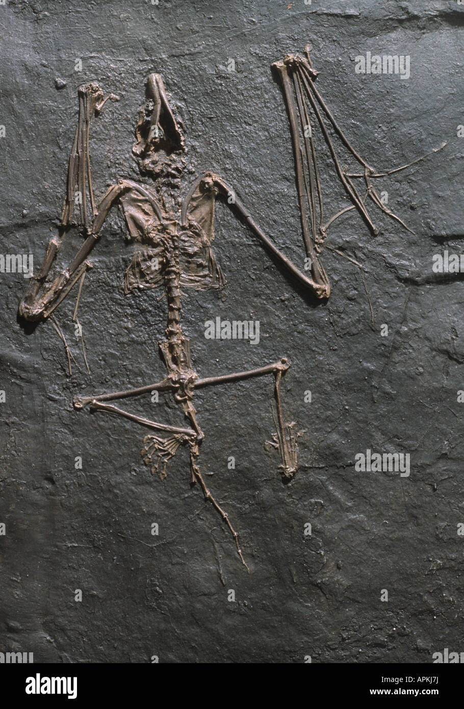 Archaeonycteris trigonodon hi-res stock photography and images - Alamy
