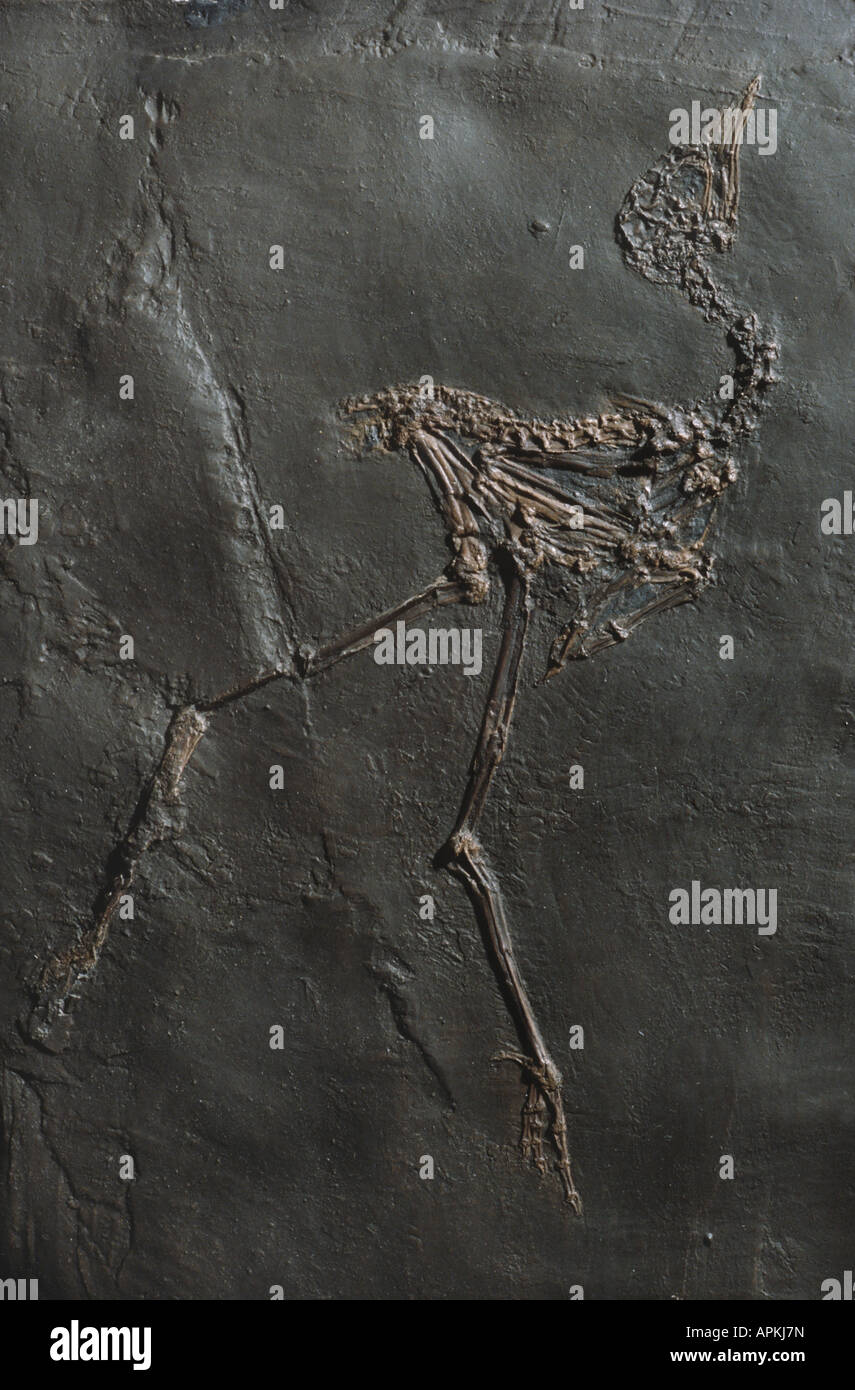 Messel pit fossil site hi-res stock photography and images - Alamy