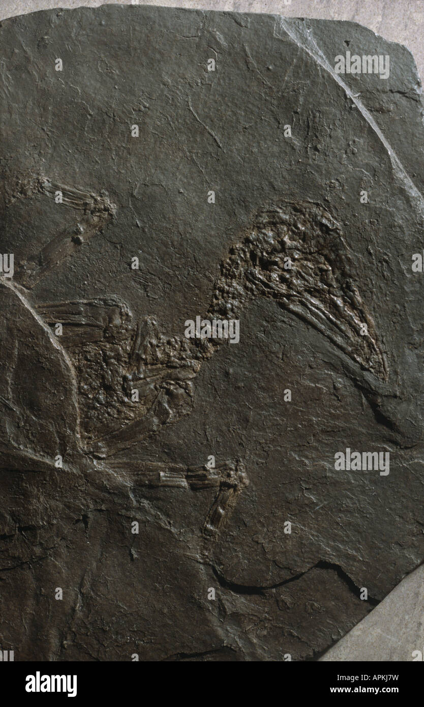 extinct bird of Messel pit Stock Photo - Alamy