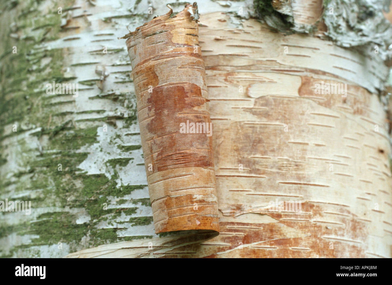 Bark peeling off birch tree hi-res stock photography and images - Alamy