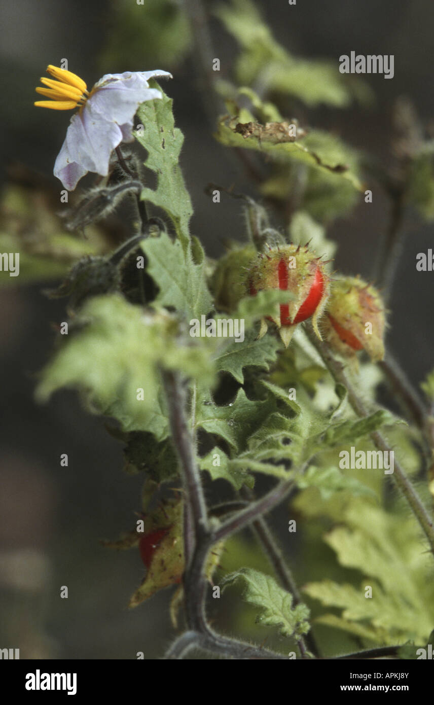 Sticky Nightshade (Solanum sisymbrifolium), plant with blossom and ...