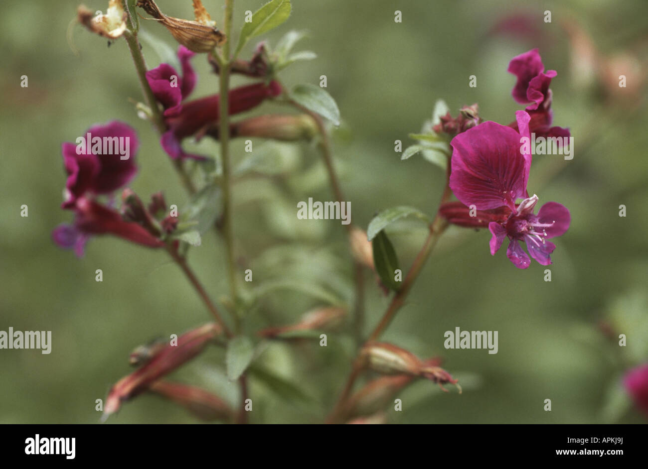 Fluxweed hi-res stock photography and images - Alamy