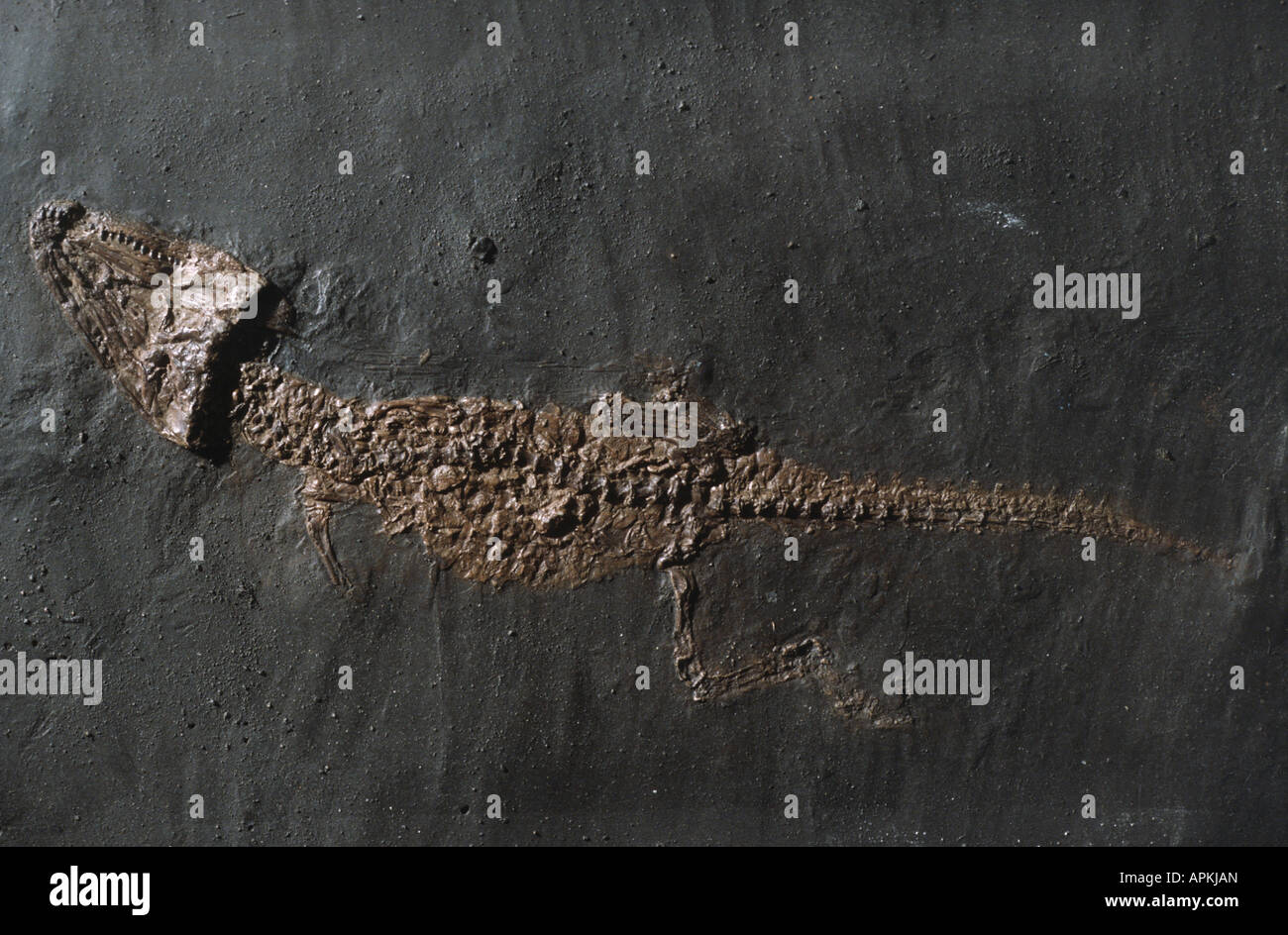 Messel pit fossil site hi-res stock photography and images - Alamy