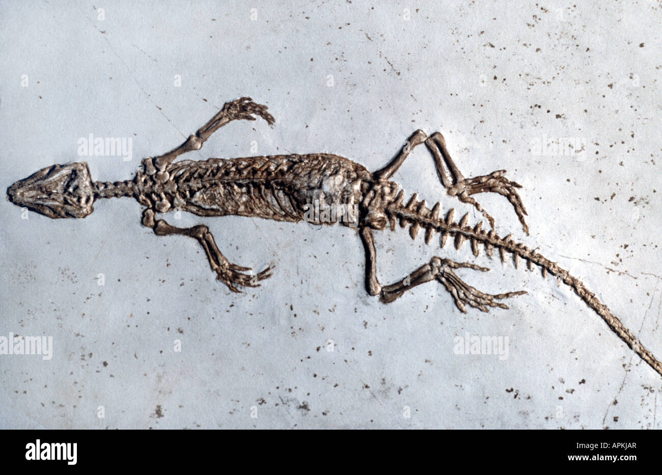 Rhynchocephalians hi-res stock photography and images - Alamy