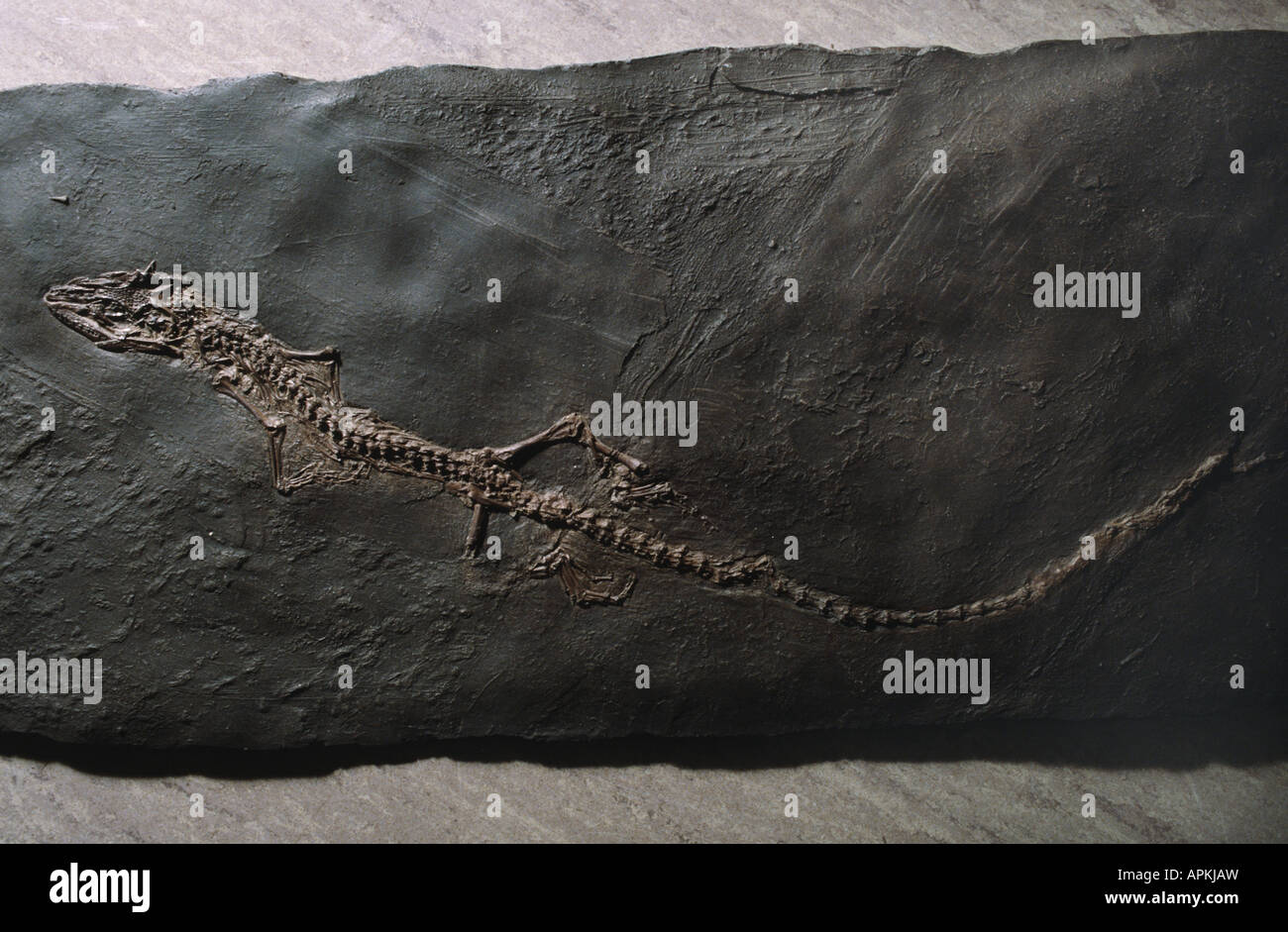 Saniwa feisti, extinct monitor lizard of Messel pit Stock Photo - Alamy
