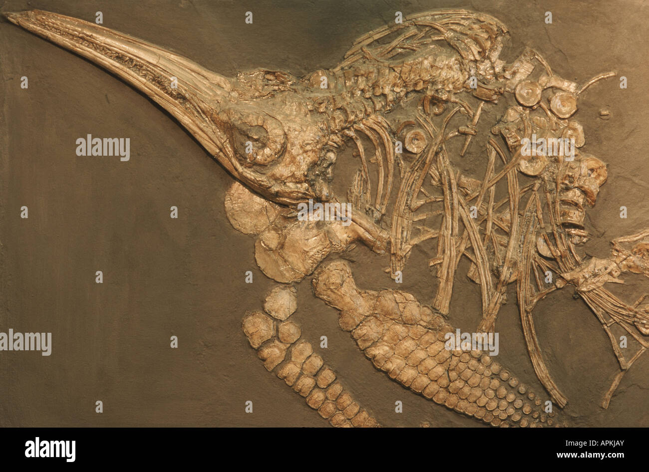 Ichthyosauridae hi-res stock photography and images - Alamy
