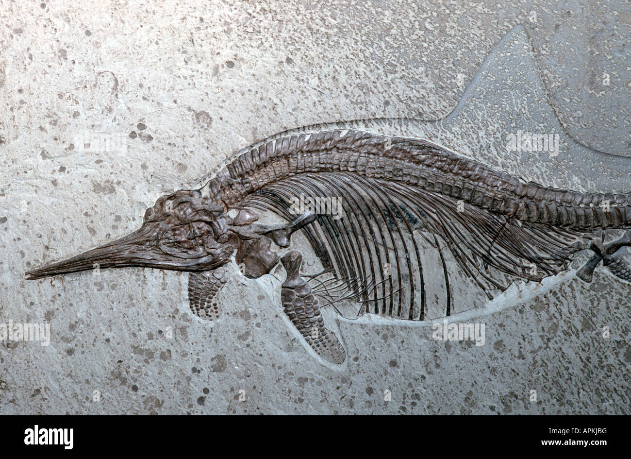 Ichthyosaurus