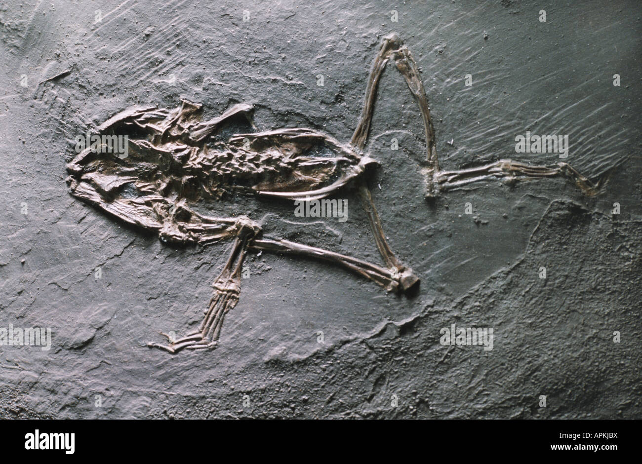 Messel pit fossils hi-res stock photography and images - Alamy