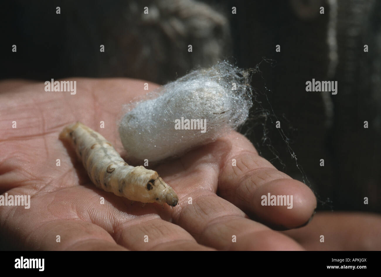 Silkworm moth bombyx mori hi-res stock photography and images - Alamy