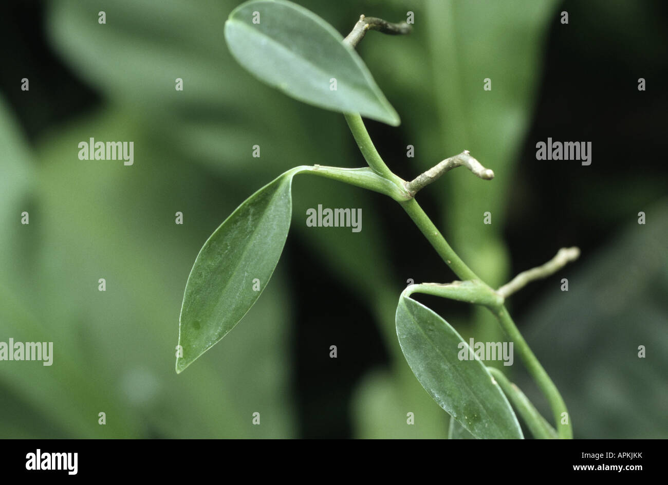 Scindapsus (Scindapsus scortechinii), climbing sprout Stock Photo - Alamy
